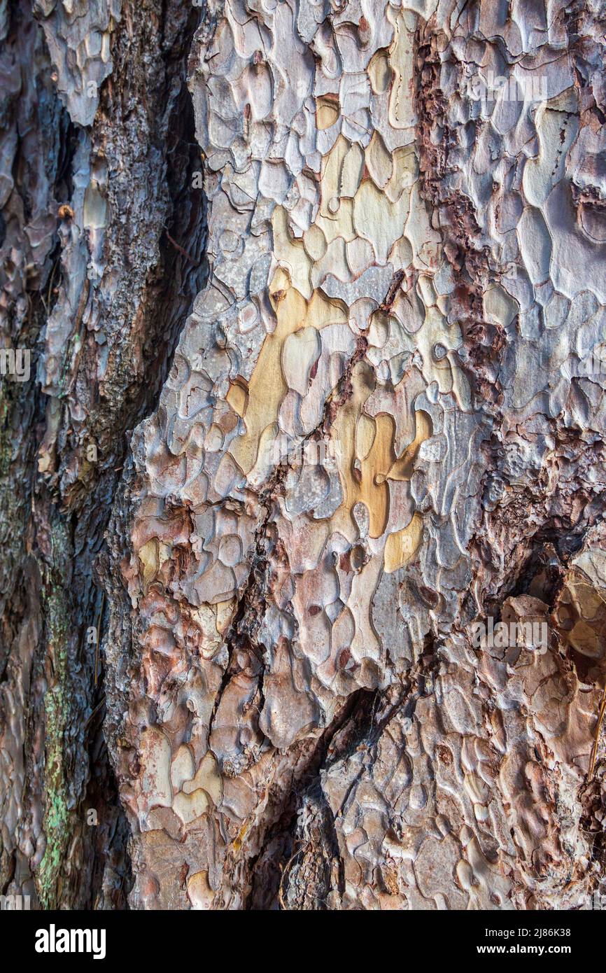 Pinus nigra crimean pine pallasiana hi-res stock photography and images ...