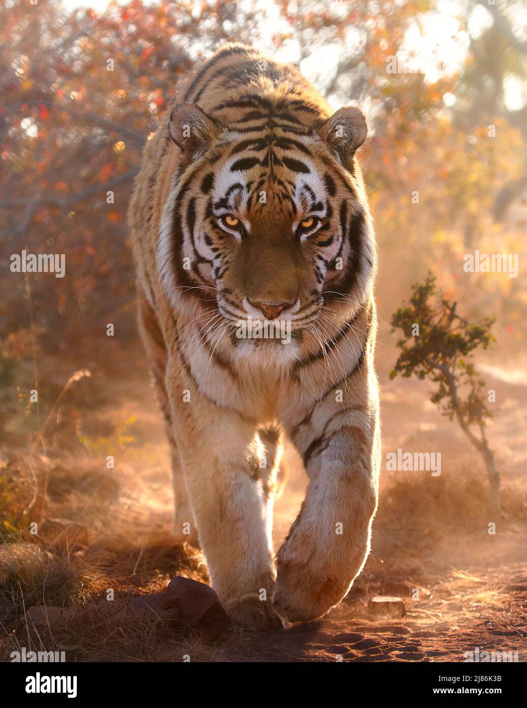 The tiger ahead walking and looking straight at the camera. SOUTH ...