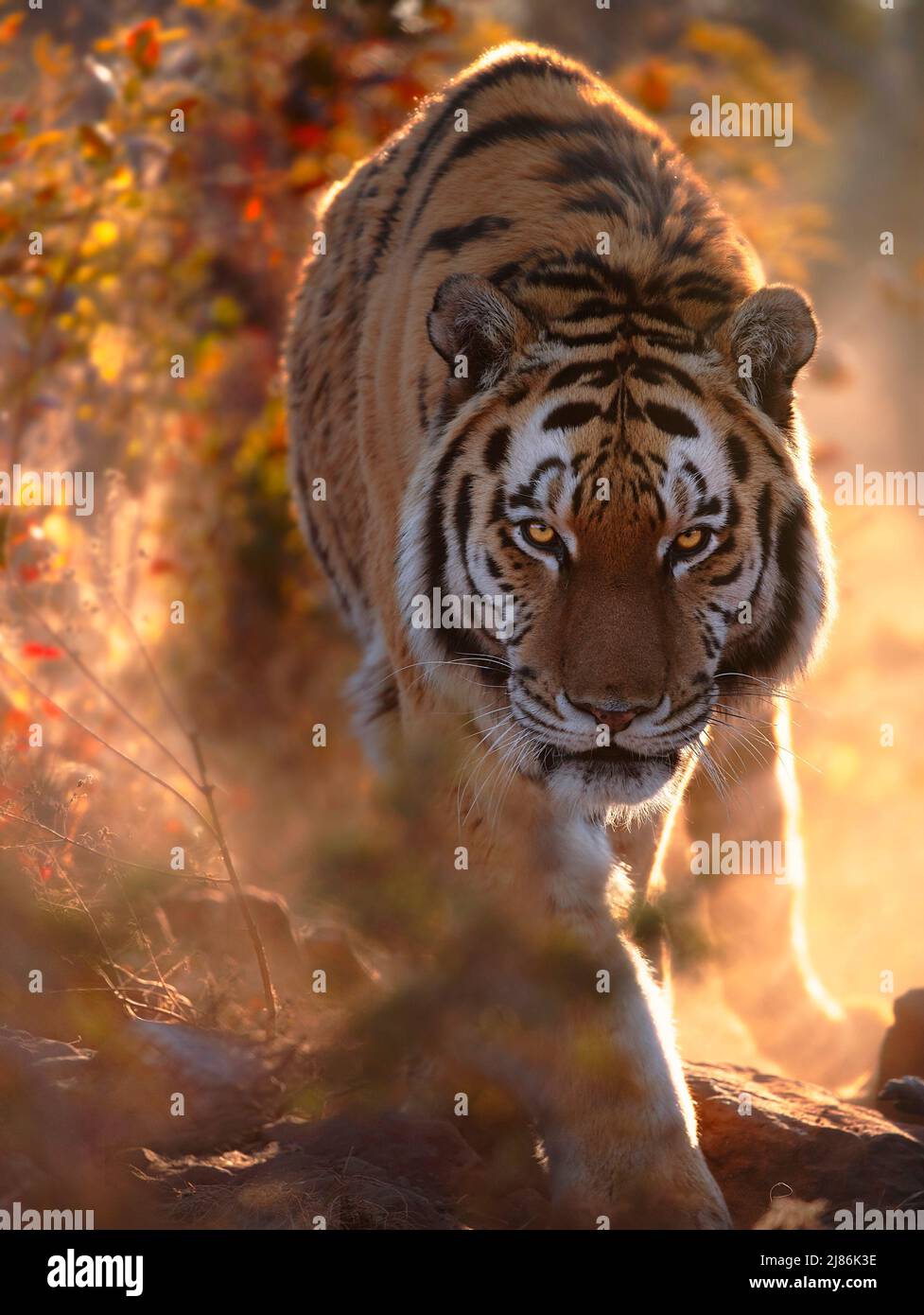 These images were taken in an undisclosed wildlife sanctuary in South ...