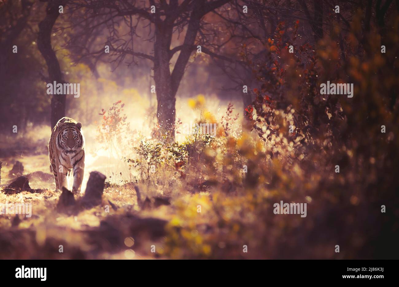 Simon used a Canon R5 to click these images from five-ten feet away ...