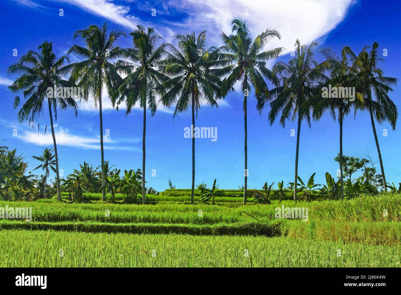 Beautiful asian landscape with green rice field, 8 palm trees in a row ...