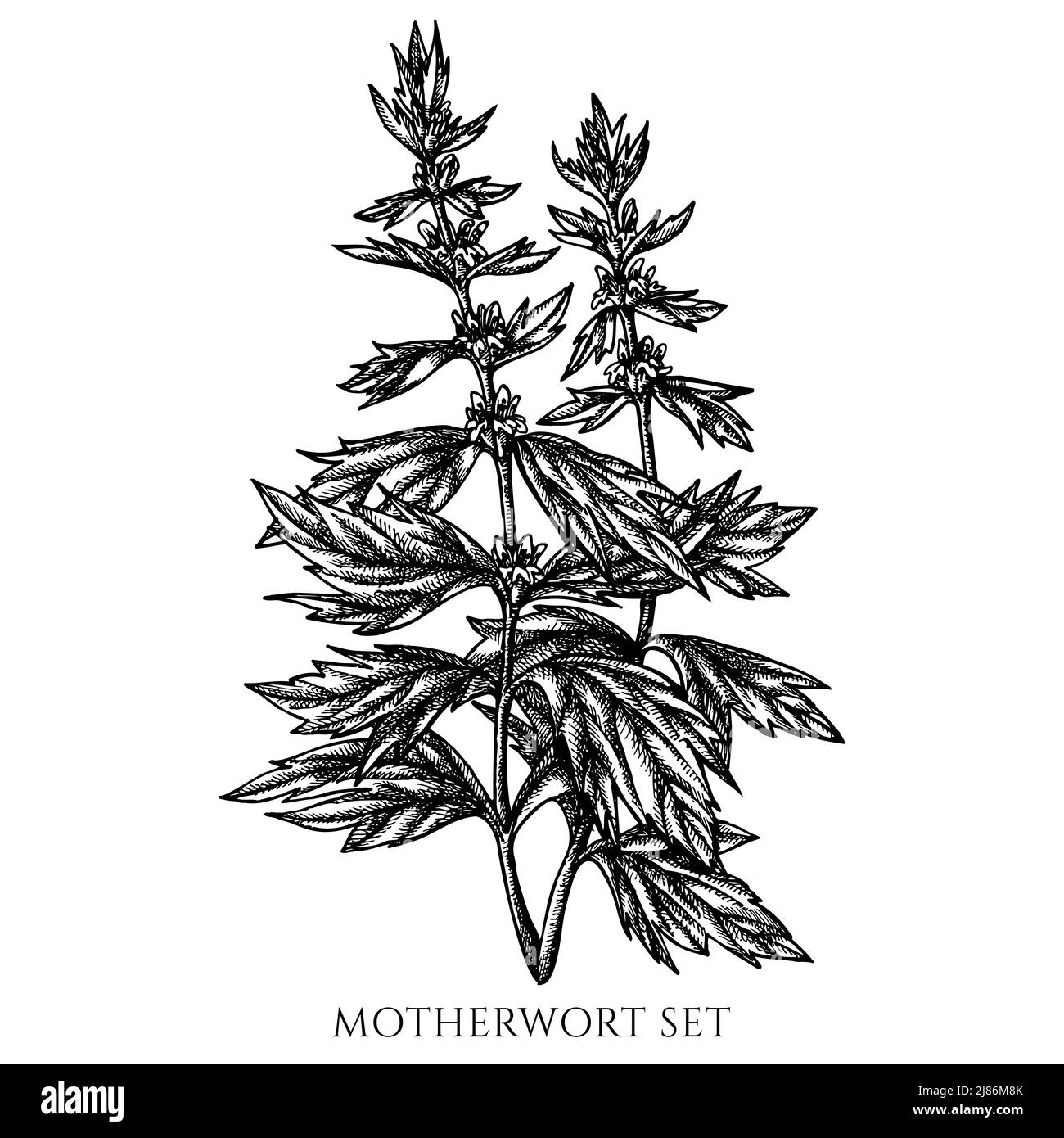 Motherwort leonurus cardiaca herb Black and White Stock Photos & Images ...