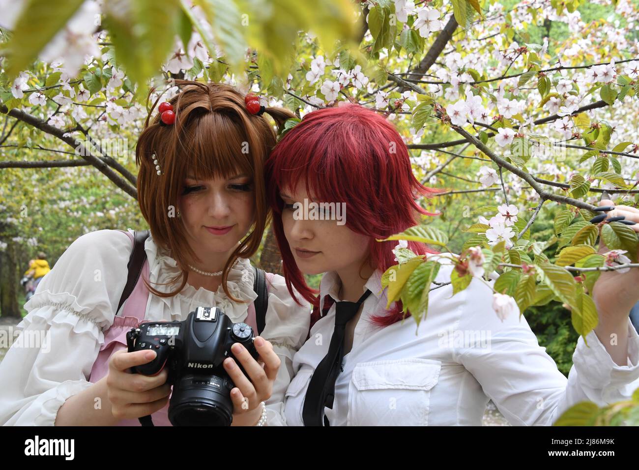 Moscow. Girls photograph the blossoming Oriental cherry in the ...