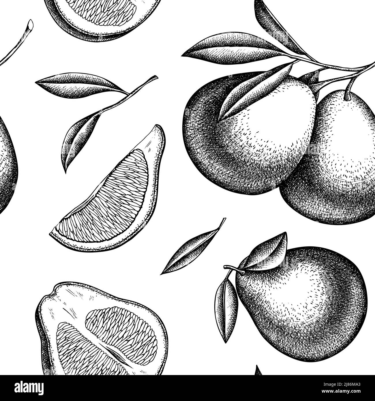 Citrus seamless pattern background design. Engraved style. Hand drawn pomelo Stock Vector Image ...