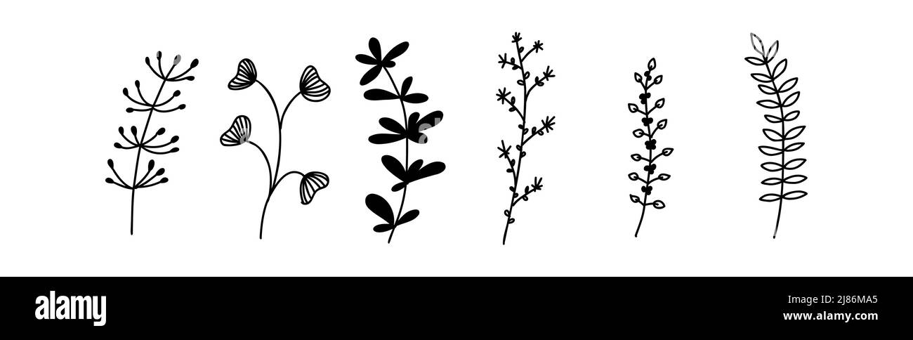 Doodle flower sketch. Floral elements. Vector spring drawing Stock ...