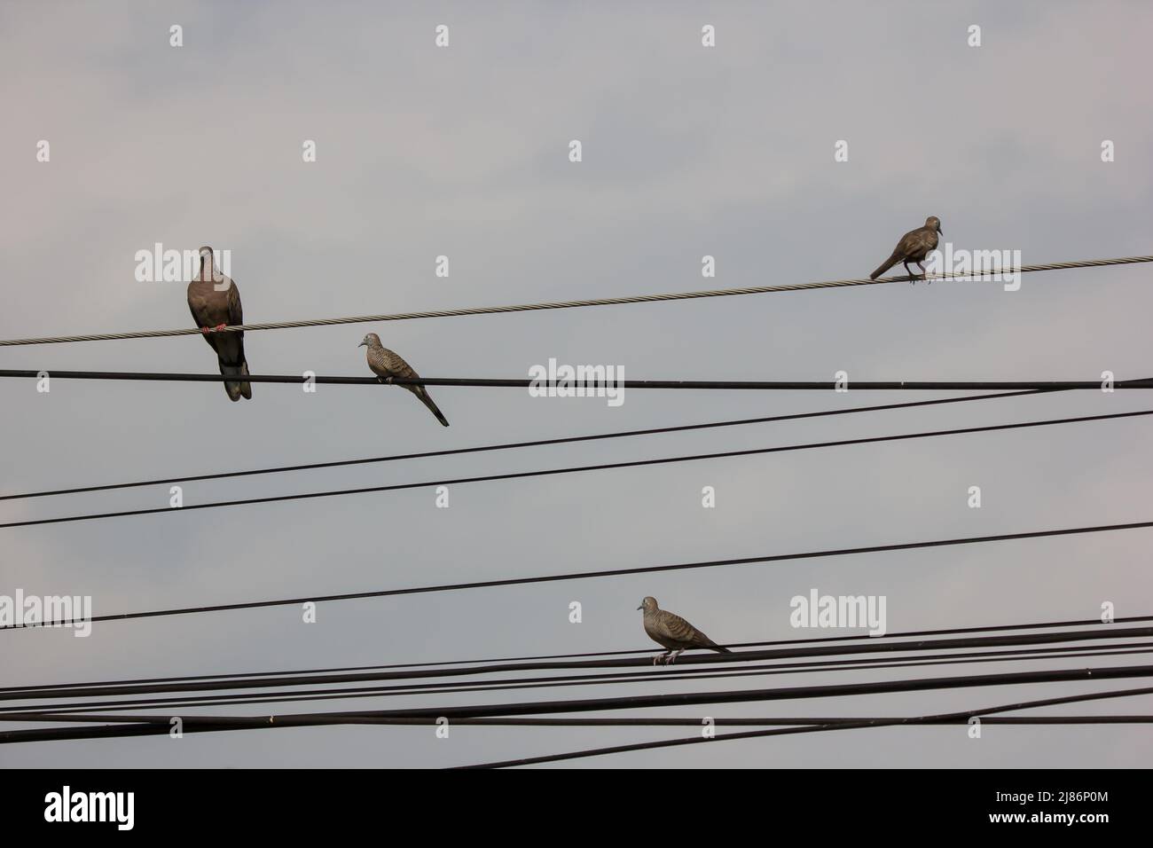 Close up of Small bird on electricity line Stock Photo - Alamy