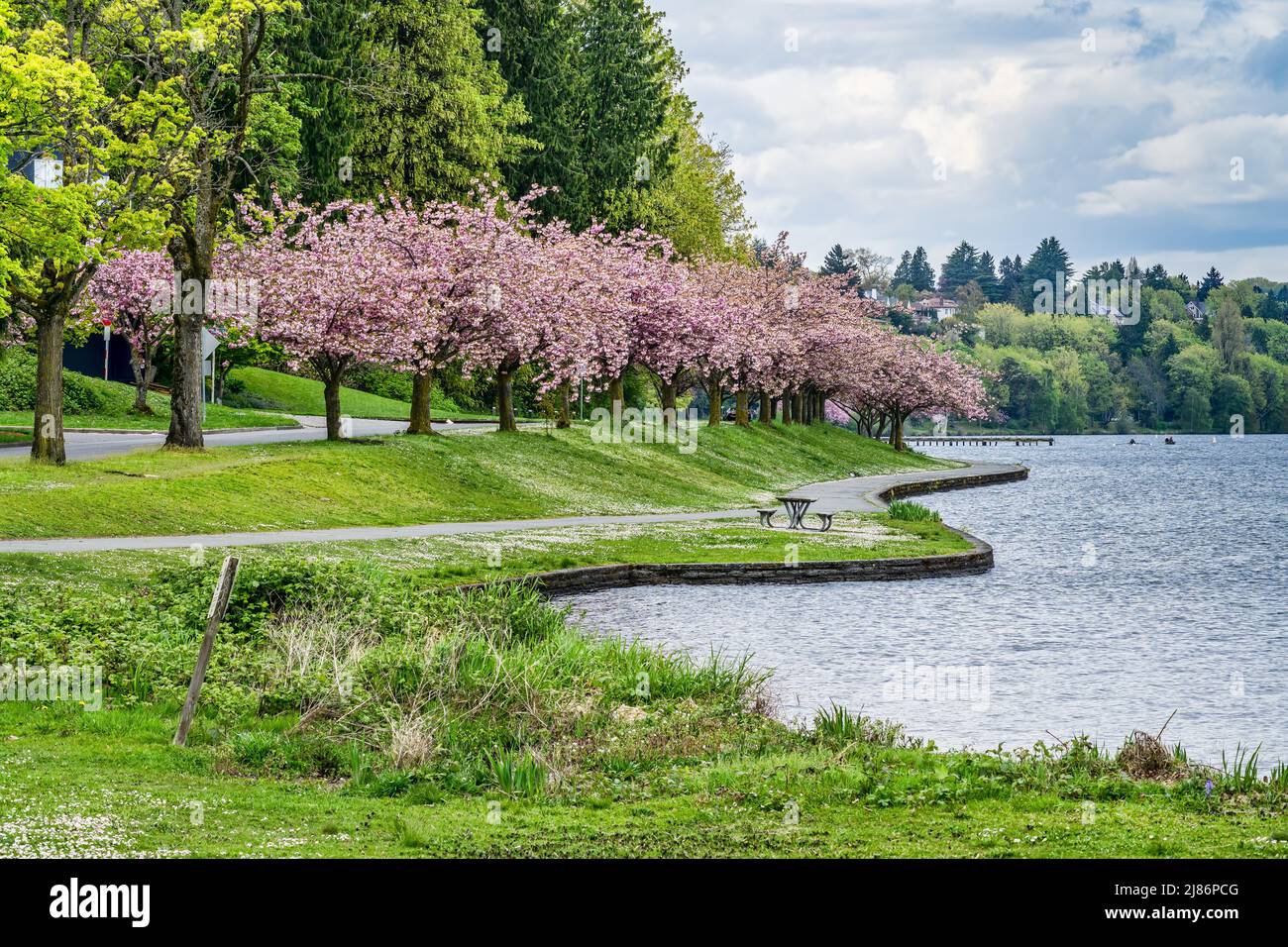 A view of Lake Washington Boulevard in Seattle, Washington. Cherry ...