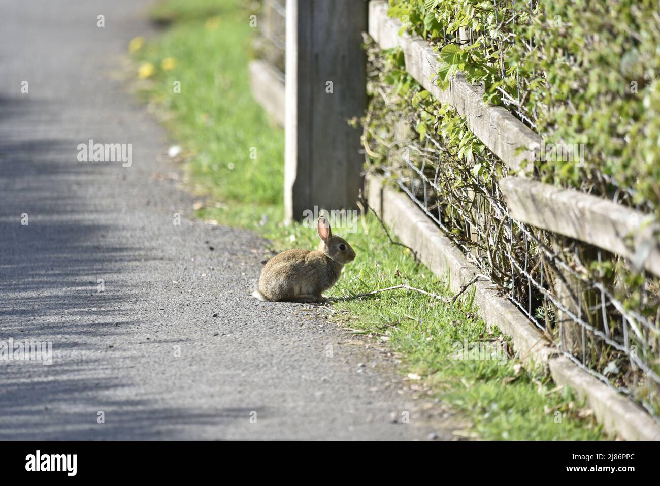 Juvenile Wild Rabbit Sitting on a Sunny Path in Right-Profile, Looking ...