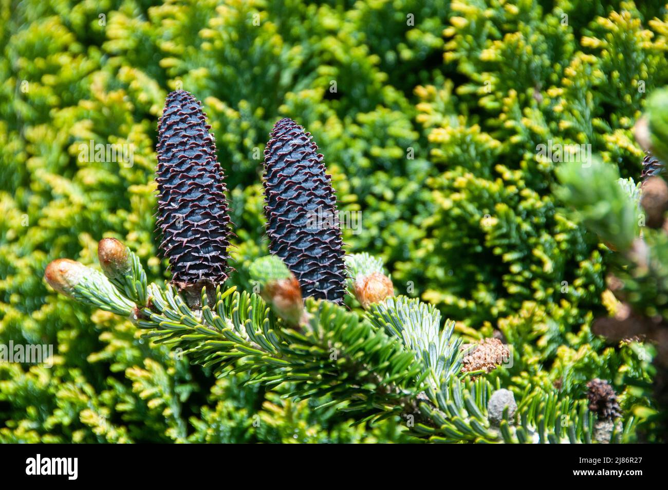 Plants in the hedgerows & margins in Lancashire Stock Photo - Alamy
