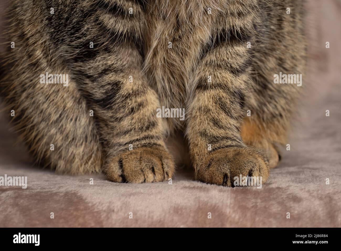 The Fluffy feet of a Tabby cat sitting on a pink blanket Stock Photo ...