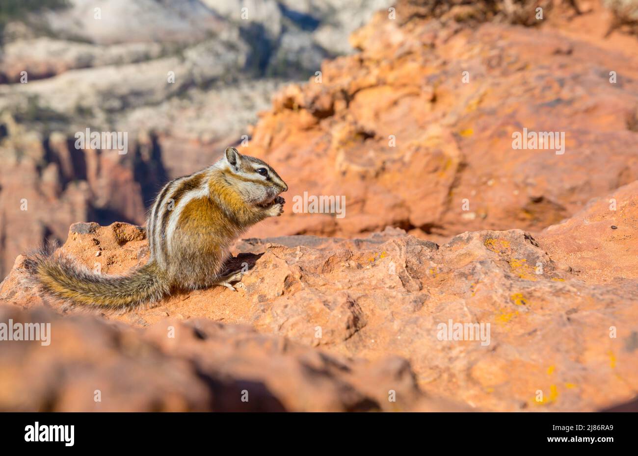 American chipmunk in summer forest Stock Photo - Alamy