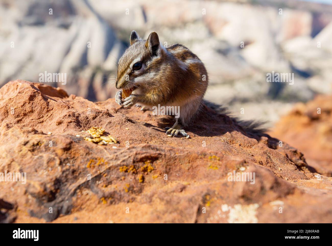 American chipmunk in summer hi-res stock photography and images - Alamy