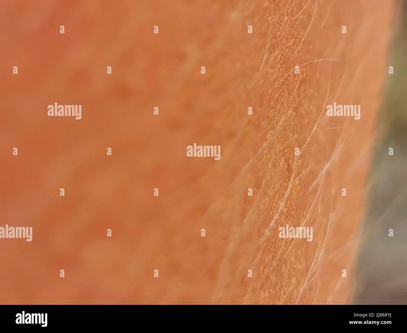 Close up of white caucasian skin with hair in Tulum Mexico Stock Photo ...