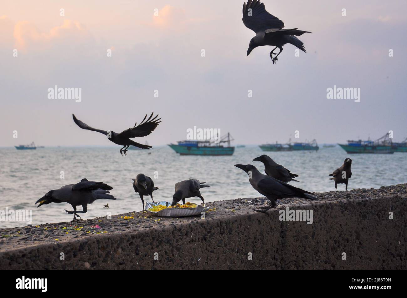 Crows eating food near the ocean in Rameshwaram, Tamil Nadu, India ...