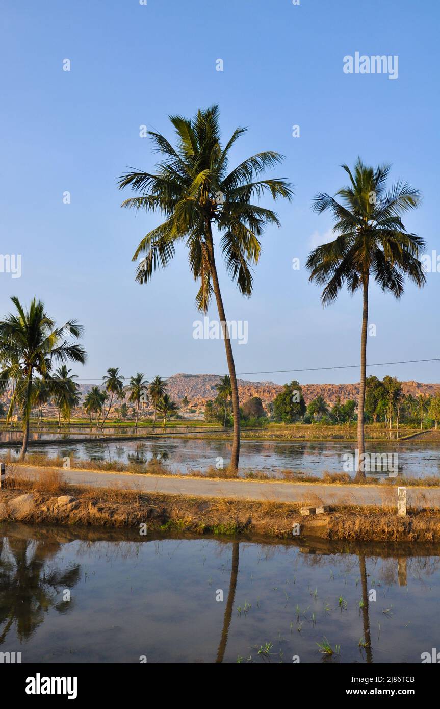 Tall palm trees among paddy fields in Hampi, India, Karnataka, January ...