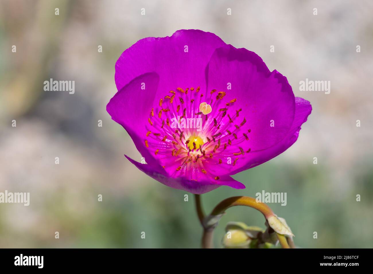 Beautiful red moss rose purslane hi-res stock photography and images ...