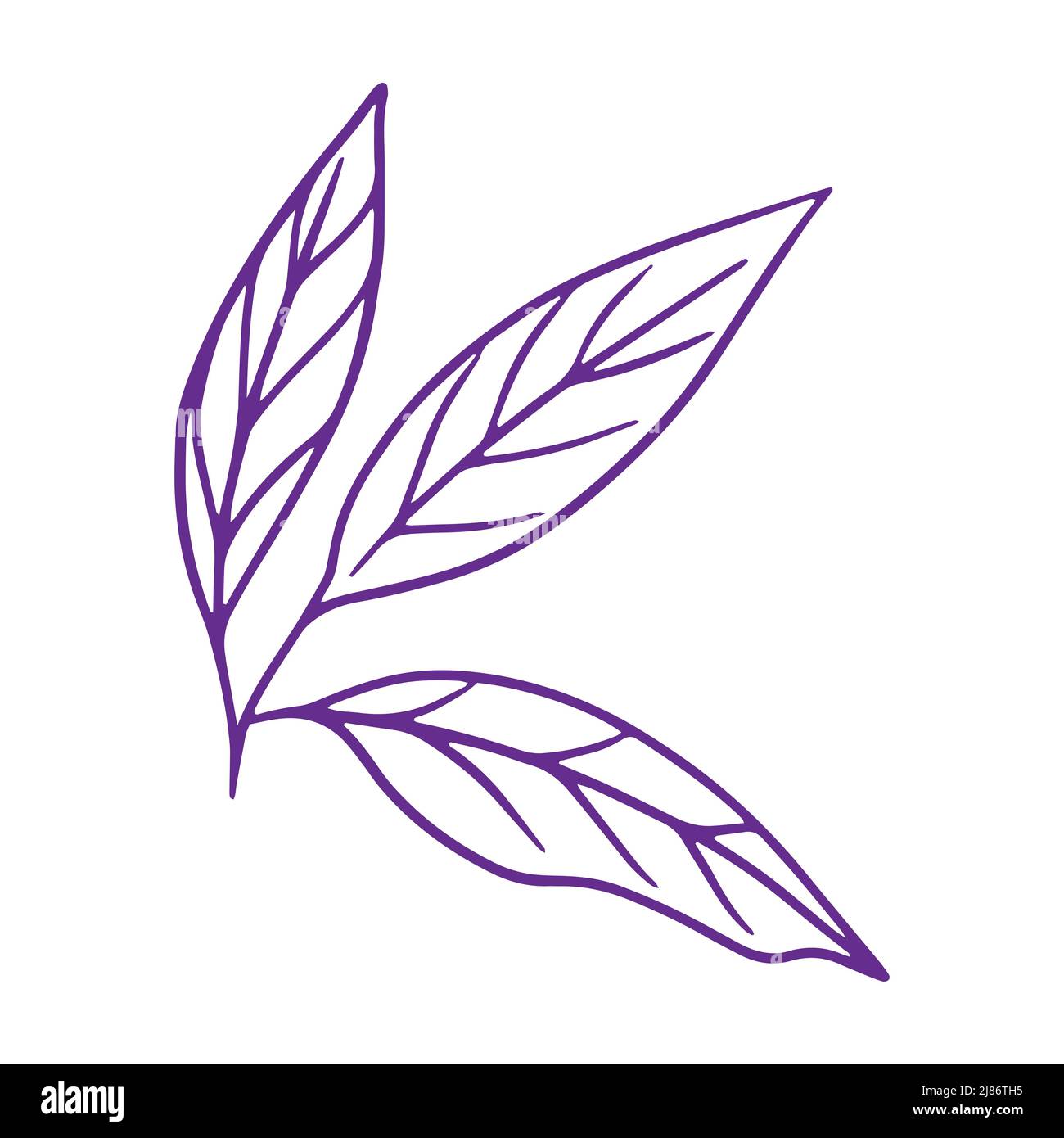 Leaf of Lemon tree outline Isolated on White Background Stock Vector ...