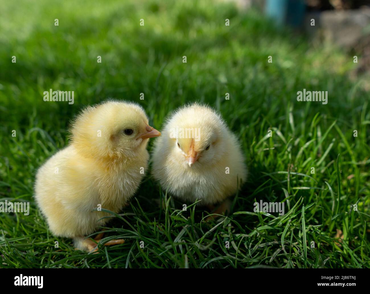 Grass background chickens hi-res stock photography and images - Alamy