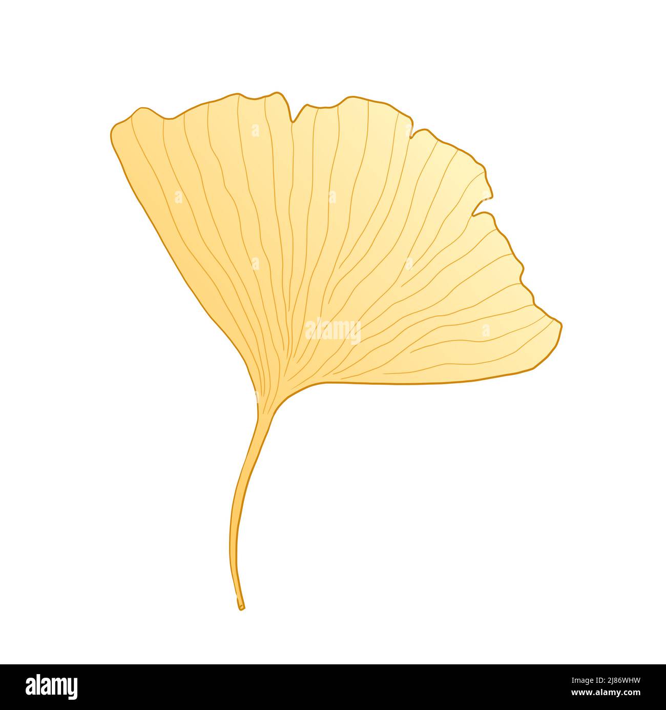 Ginkgo biloba sketch. Gingko leaf autumn color. Japanese flora Stock Vector Image & Art - Alamy