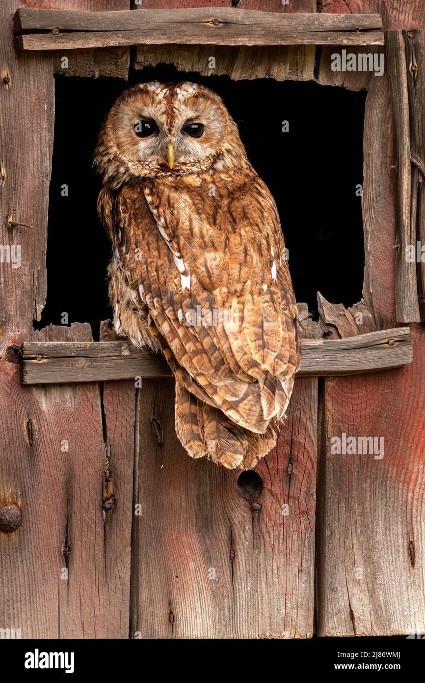 Tawny Owl in barn window Stock Photo - Alamy
