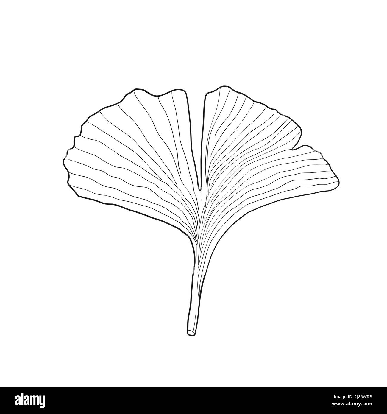 Ginkgo biloba leaf isolated vector digital drawing. Japanese floral ...