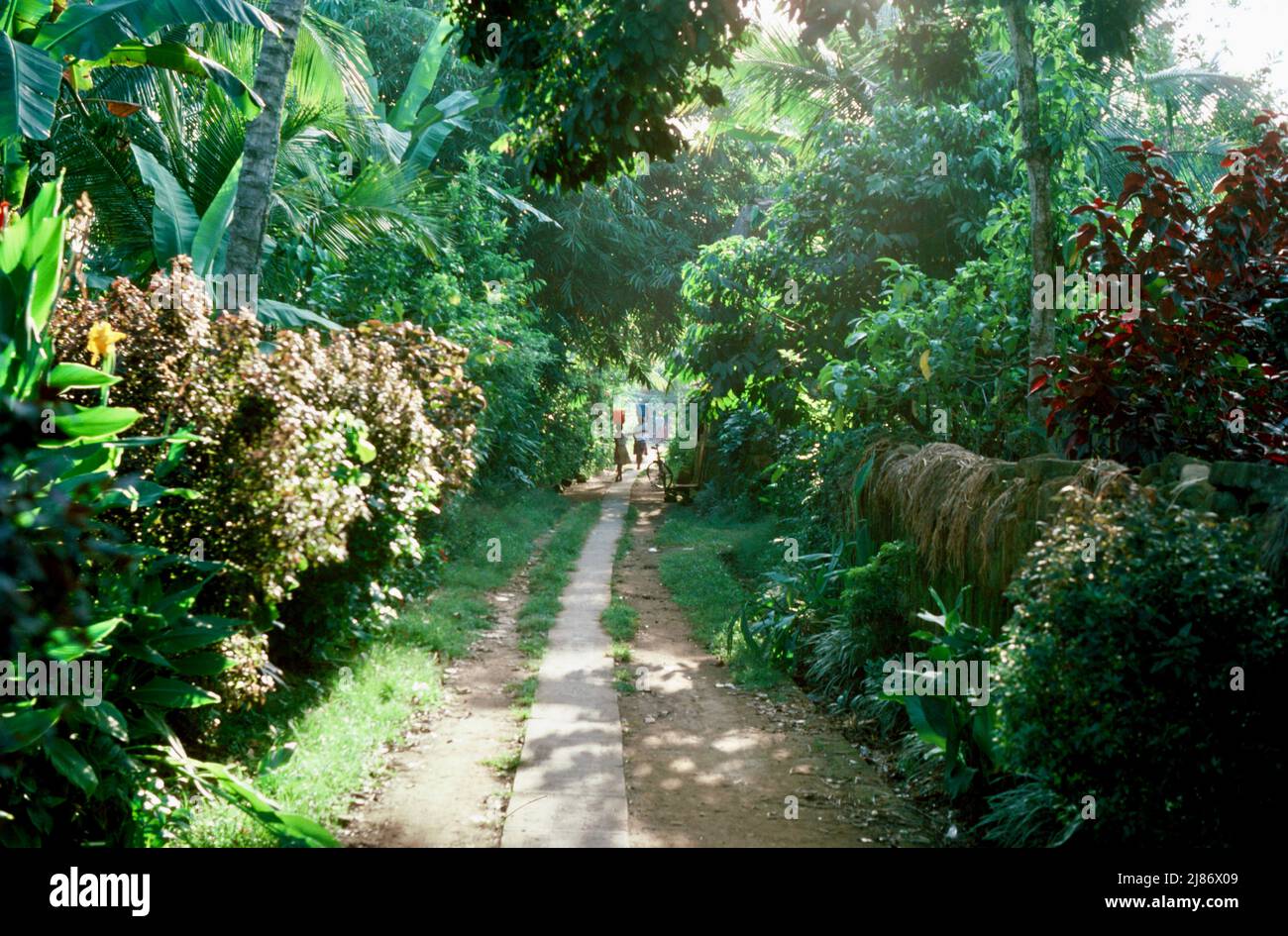 Road near Ubud, Bali 1984 Stock Photo - Alamy