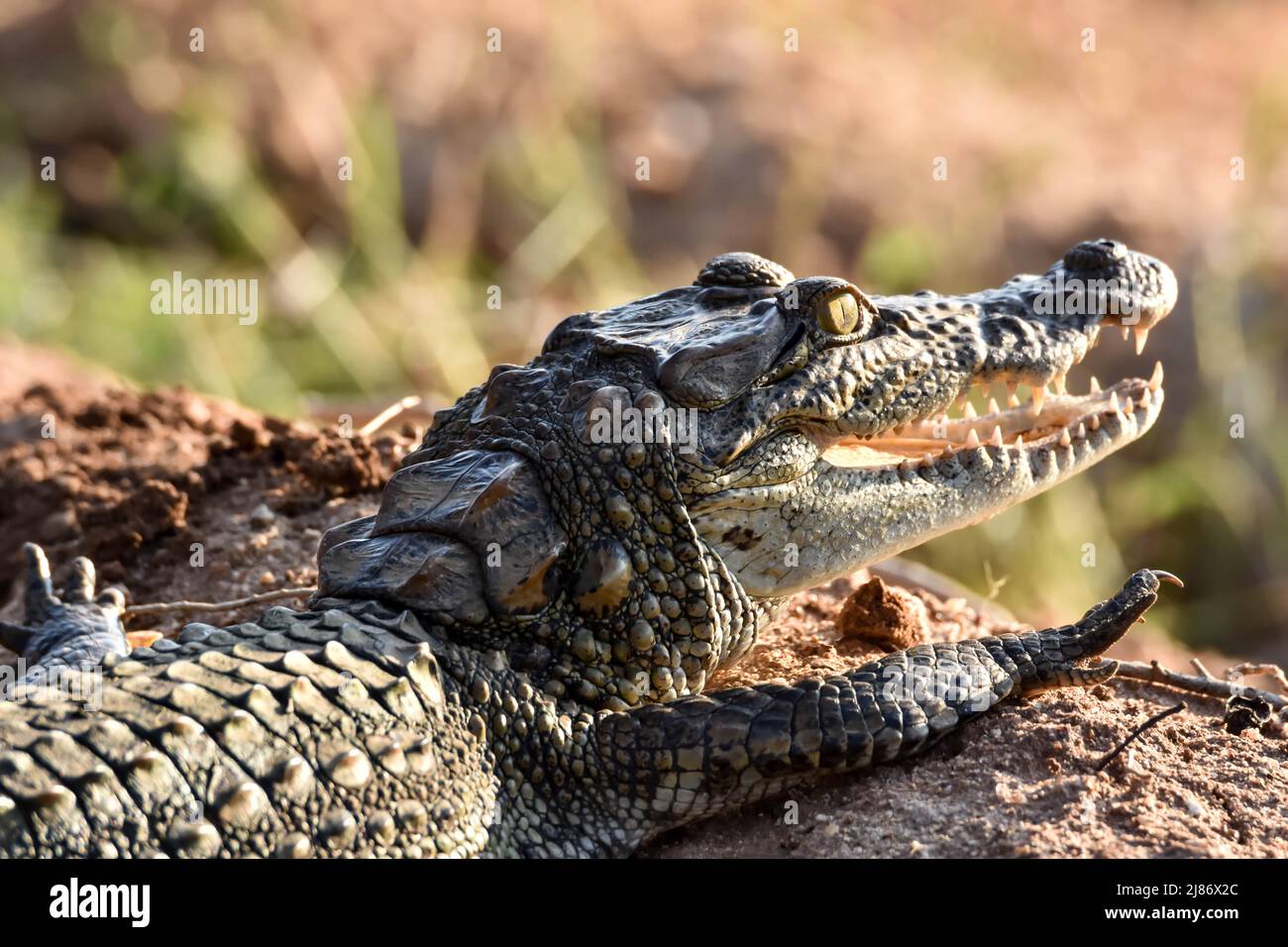 Sun Bathing Crocodile on River Bank Stock Photo - Alamy