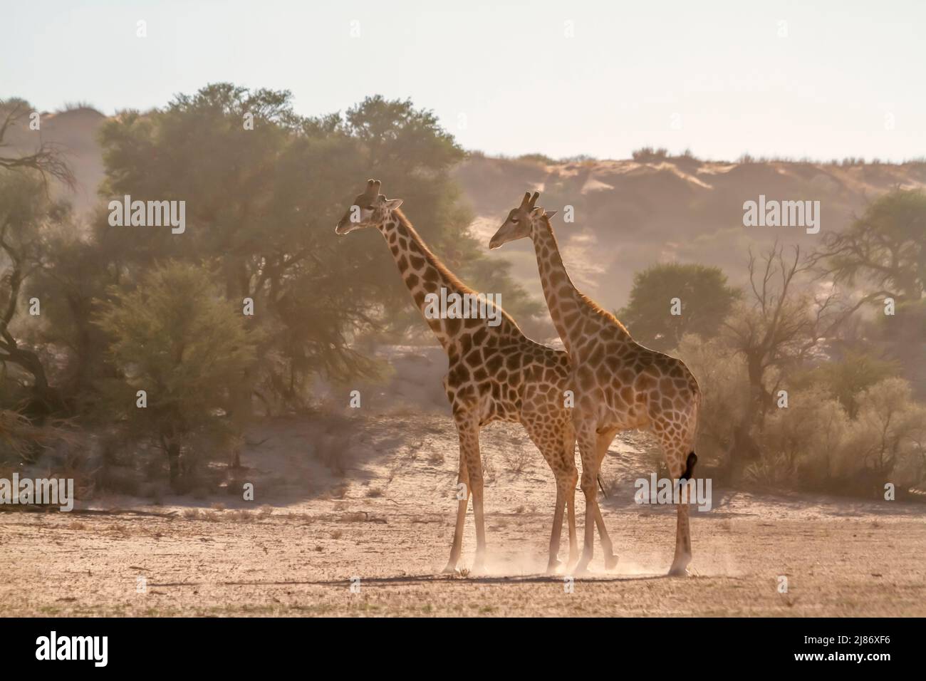 Two Giraffes early morning in dry land in Kgalagadi transfrontier park ...