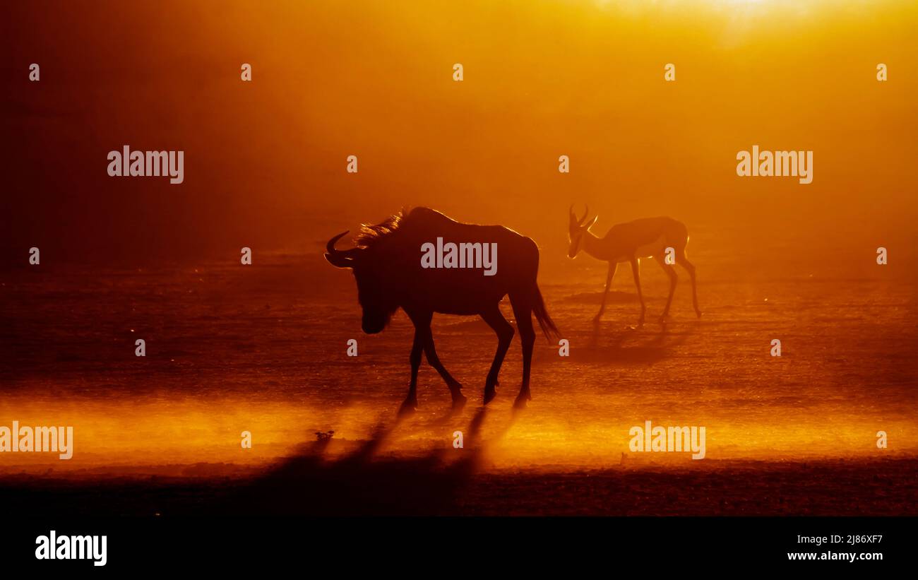 Blue wildebeest and springbok walking backlit at sunset in Kgalagadi ...