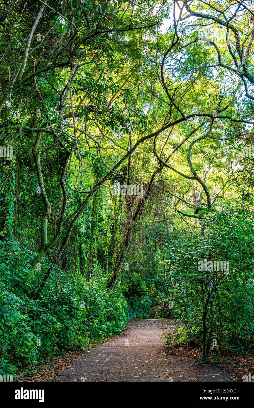Path through the rainforest in the hills of the city of Rio de Janeiro ...
