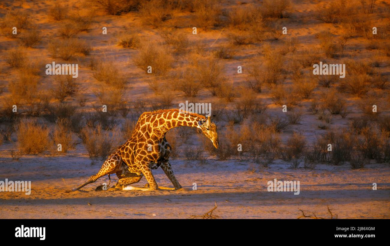 Giraffe standing up in morning light in Kgalagadi transfrontier park ...