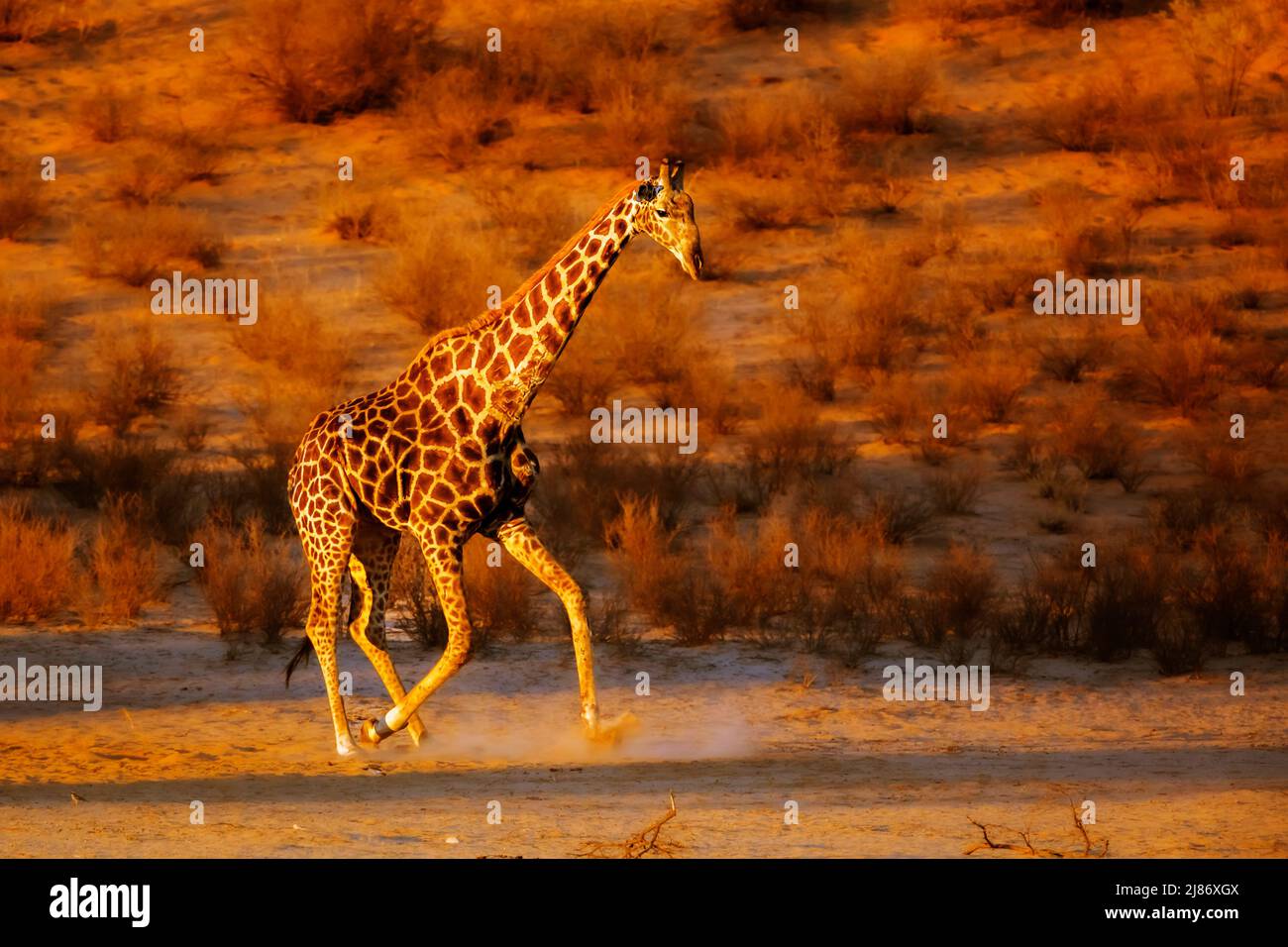 Giraffe standing up in morning light in Kgalagadi transfrontier park ...