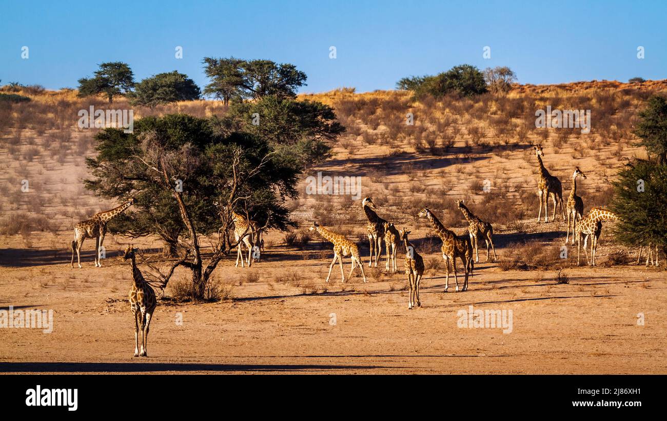 Large group of Giraffes in desert in Kgalagadi transfrontier park ...