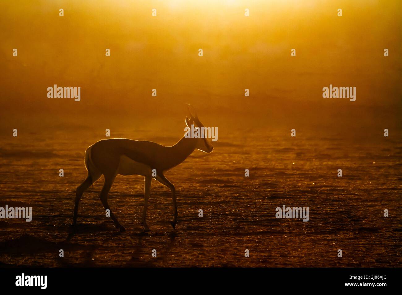 Springbok walking backlit in dry land at sunset in Kgalagari ...