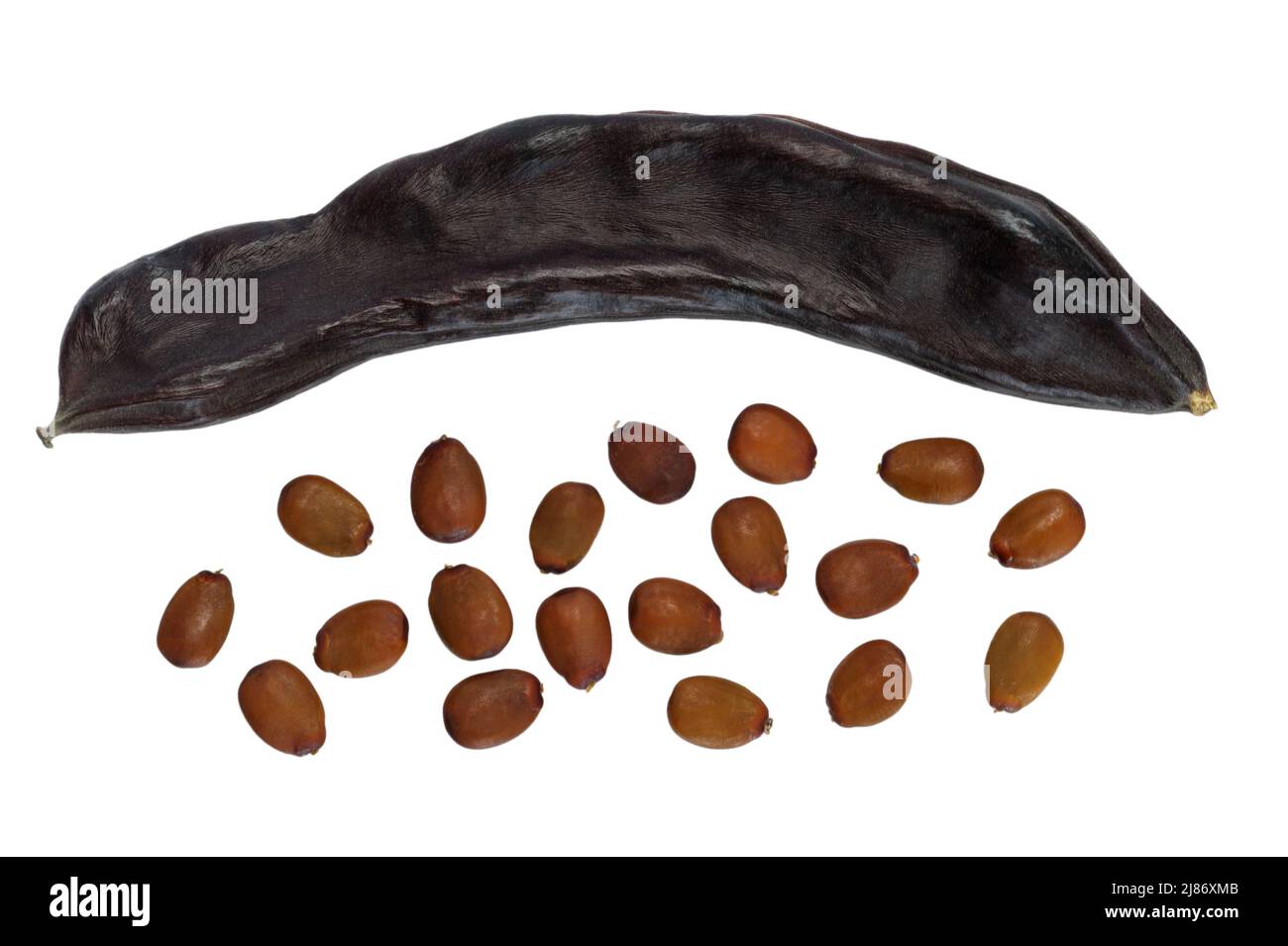 Sweet carob fruits, brown fleshy pods and seeds isolated on white ...