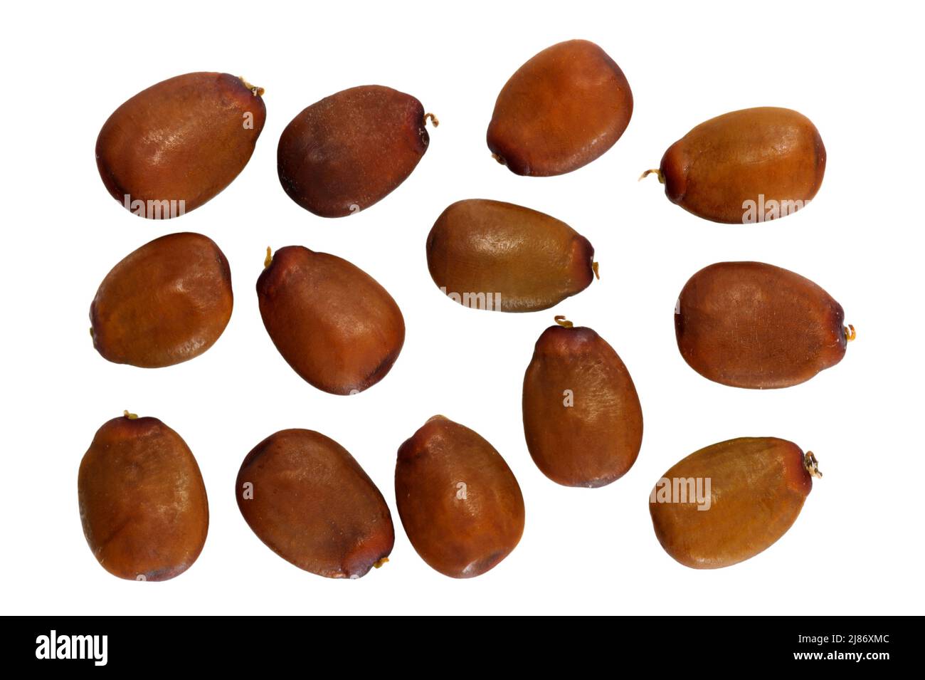 Several brown carob seeds (carat or karat) isolated on white background ...
