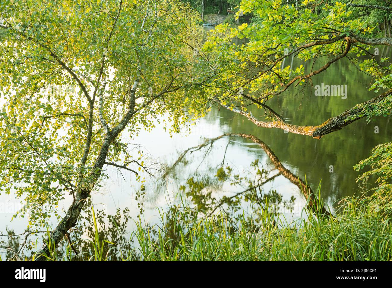 Nature of Belarus, calm serene summer landscape on the lake Stock Photo ...