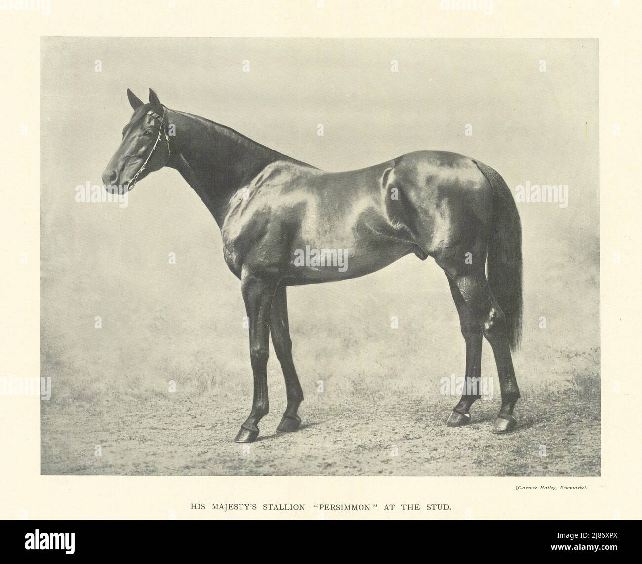 King stallion hi-res stock photography and images - Alamy