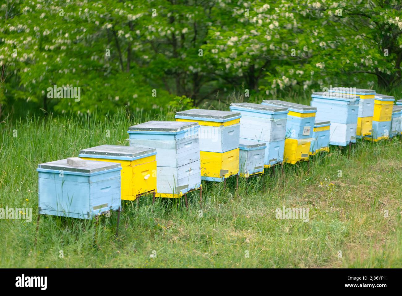 Yellow and blue beehives in an apiary at the edge of an acacia forest ...
