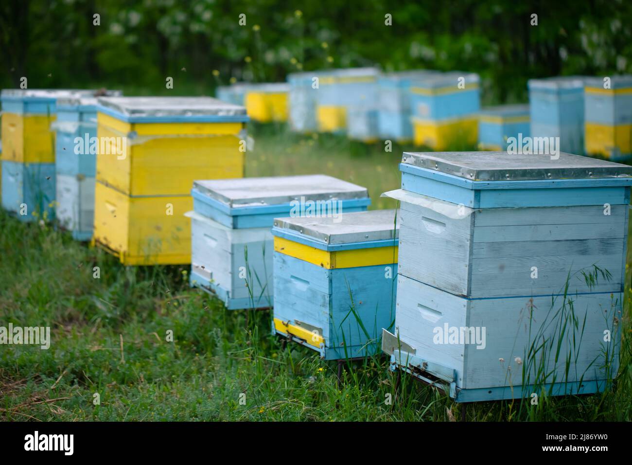 Yellow and blue beehives in an apiary at the edge of an acacia forest ...