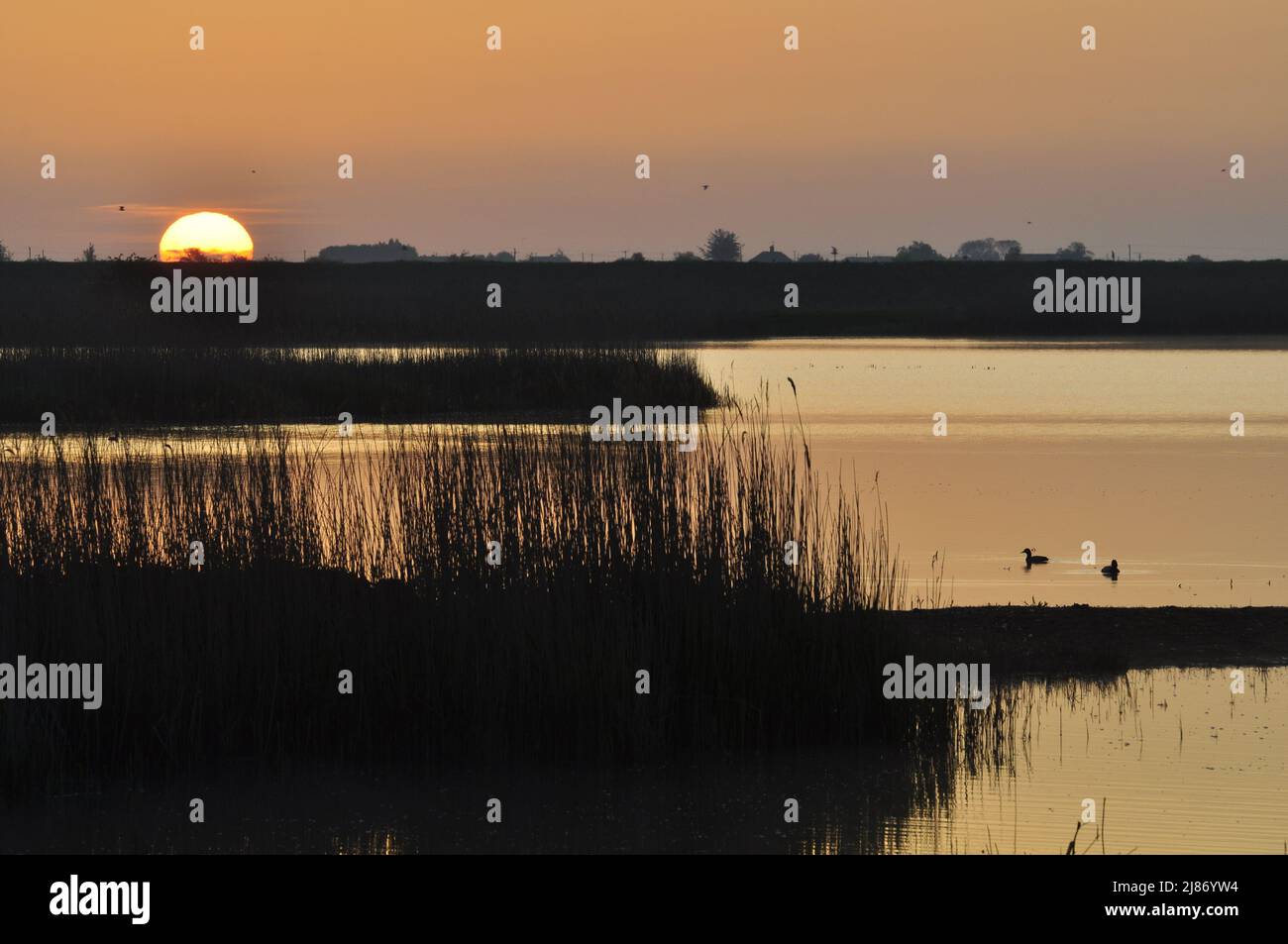 Frampton Marshes RSPB reserve, Lincolnshire, England, UK Stock Photo ...
