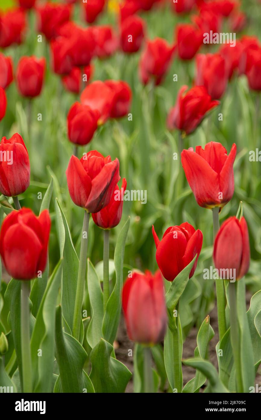 Red tulips in a flower bed. The tulip bud in garden. Beautiful simple ...