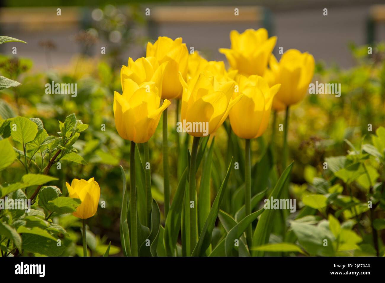 Yellow tulips in a flower bed. The tulip bud in garden. Beautiful ...
