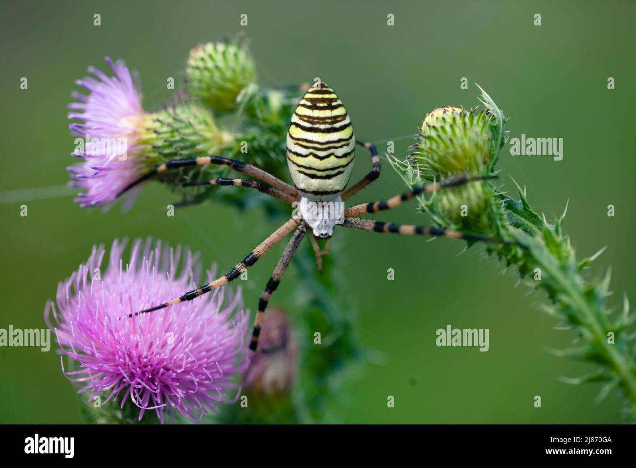 Wasp spider (Argiope bruennichi) hunts on a web Stock Photo - Alamy