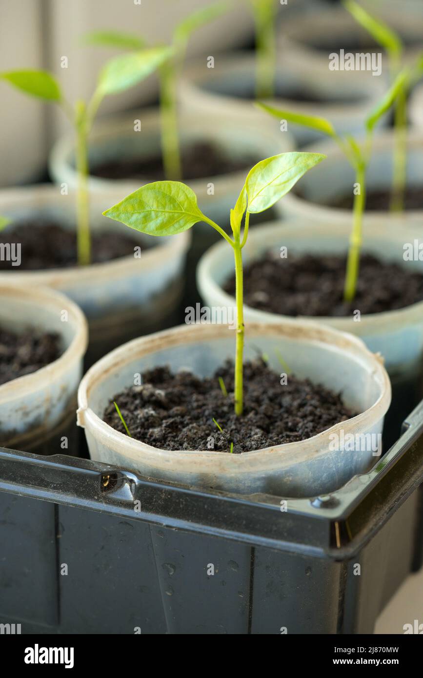 Vertical image of bell pepper seedlings in plastic pots on window sill ...