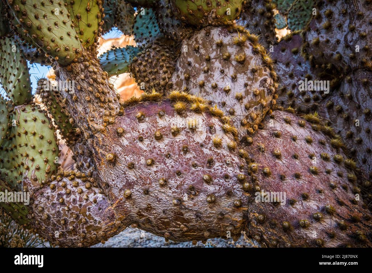 Prickly Pear Cactus in Rattlesnake Canyon, Joshua Tree National Park ...