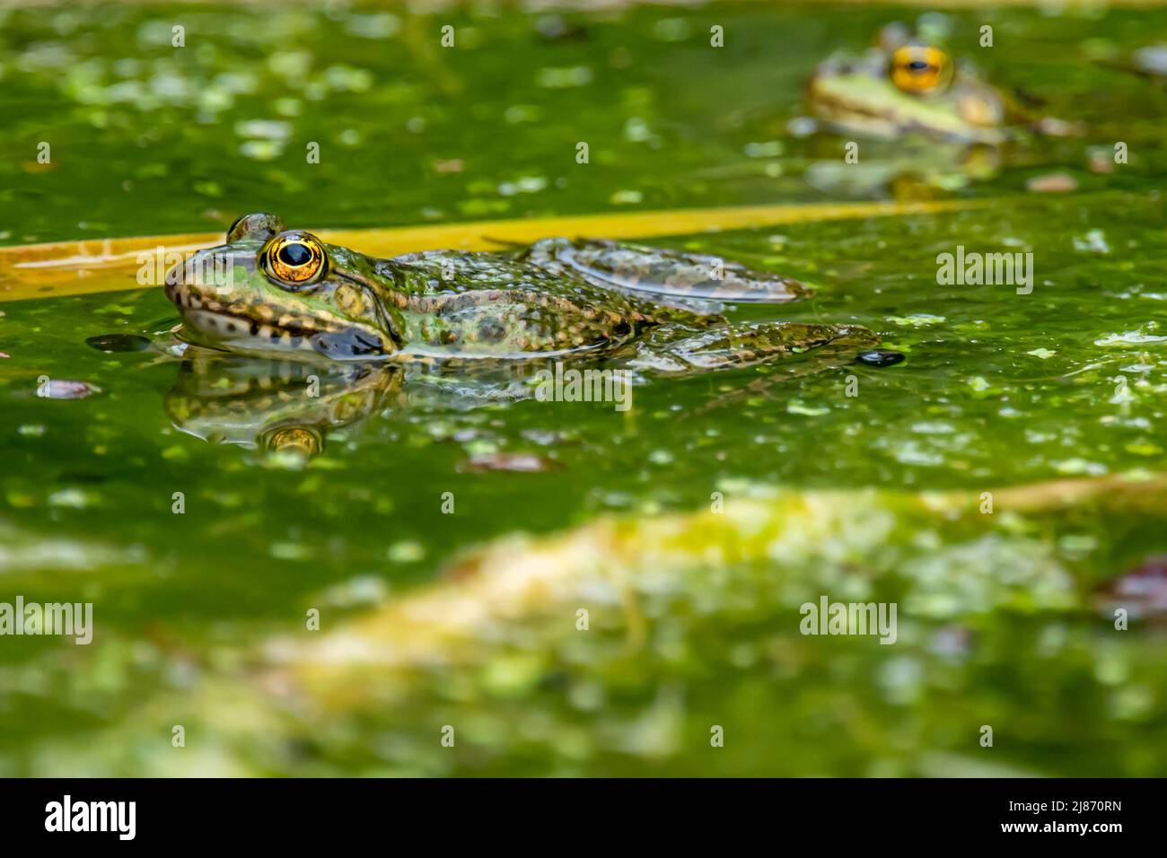 Frog in water. Pool frog swimming. Pelophylax lessonae. European frog ...