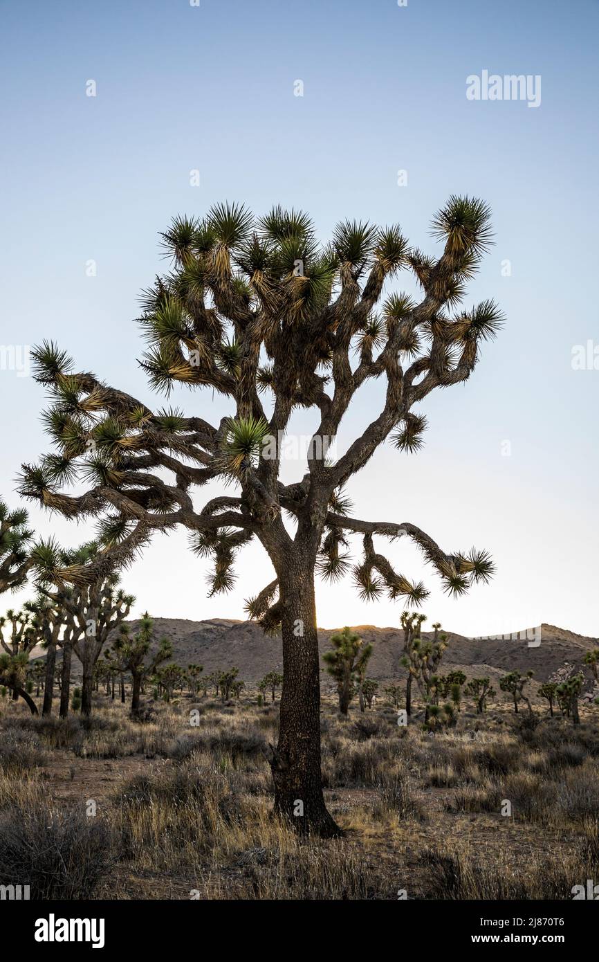 Joshua trees joshua tree national park hi-res stock photography and ...