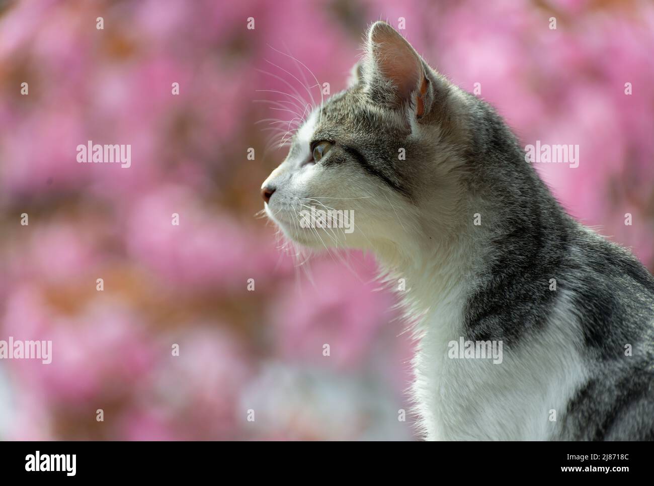 Cat cherry blossom hi-res stock photography and images - Alamy