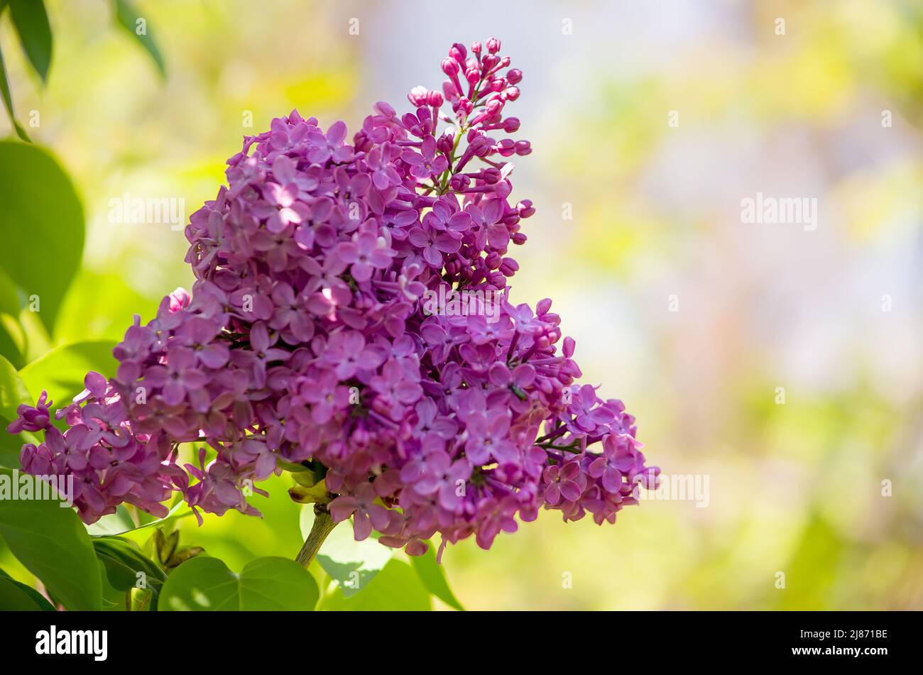 Spring branch of blossoming lilac closeup. violet blooming flowers ...